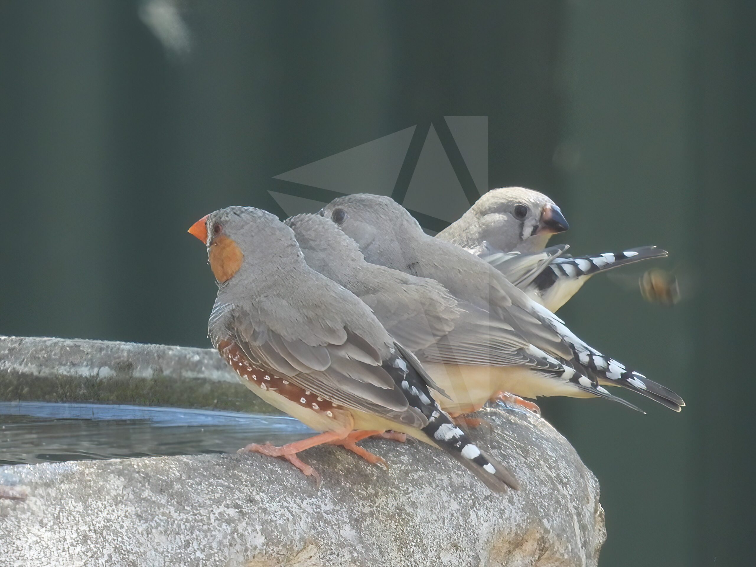 Australian Zebra Finch Photos – Parnell Photos