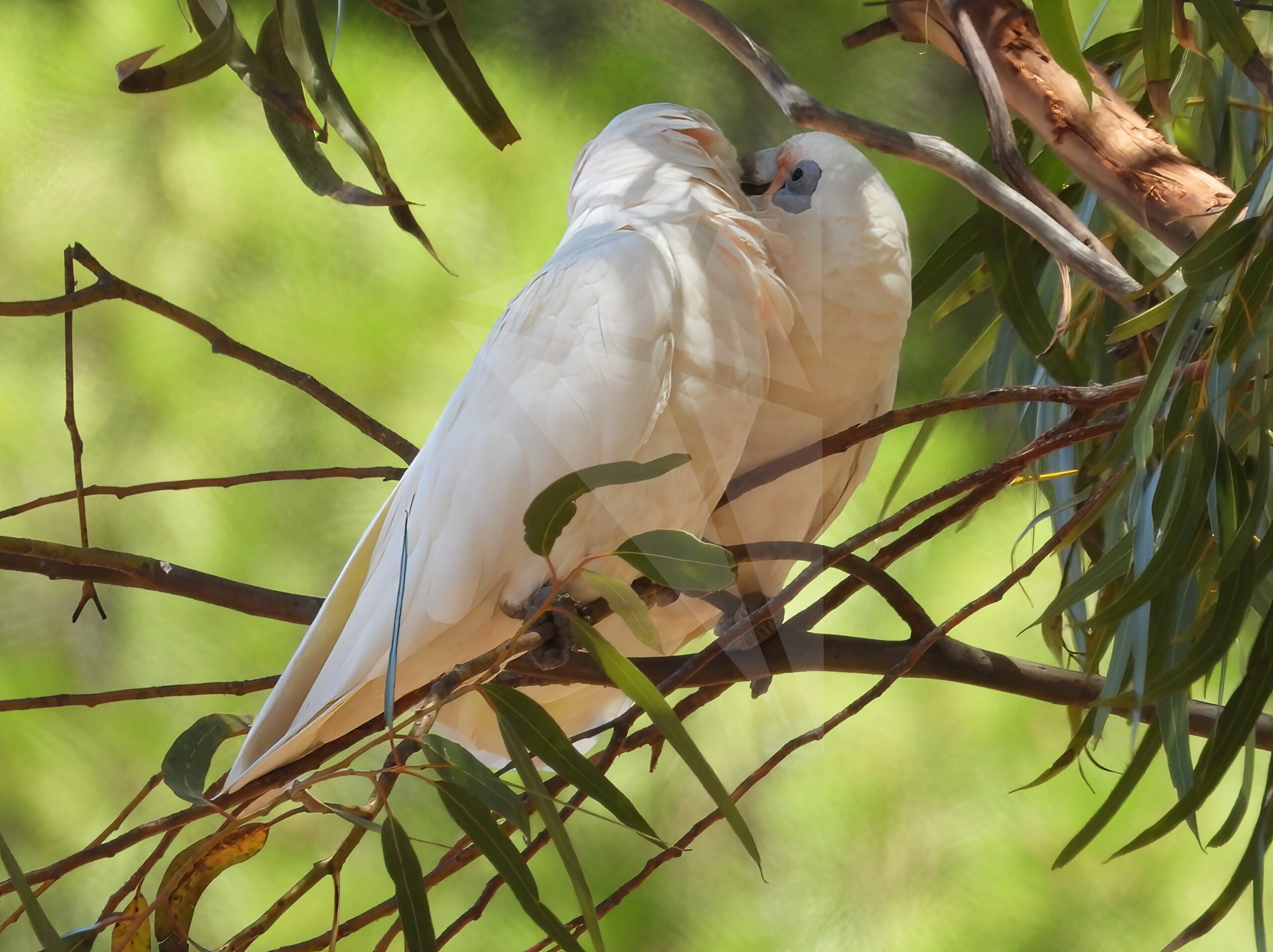Miscellaneous Birds – Parnell Photos