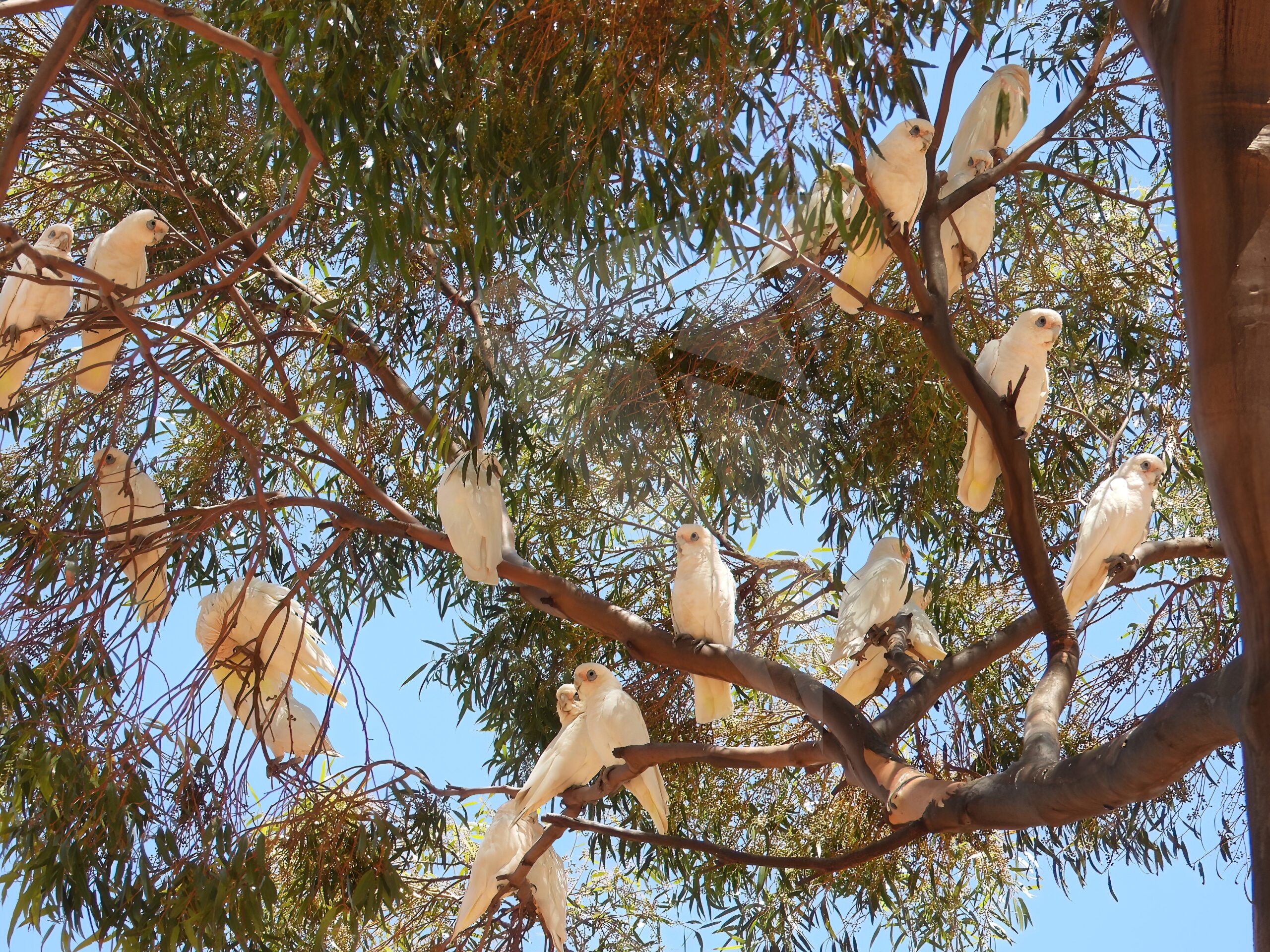 Miscellaneous Birds – Parnell Photos