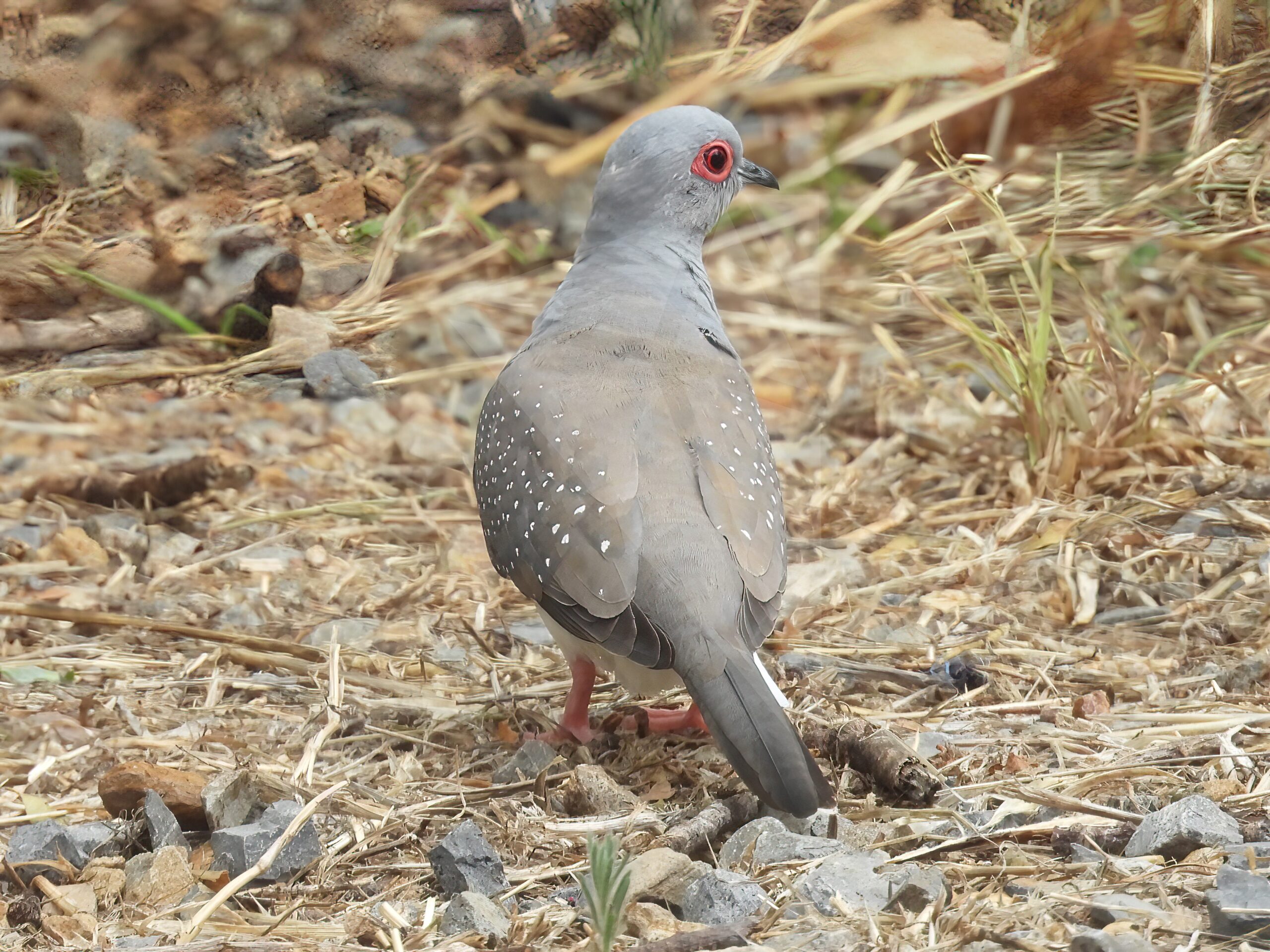 Miscellaneous Birds – Parnell Photos