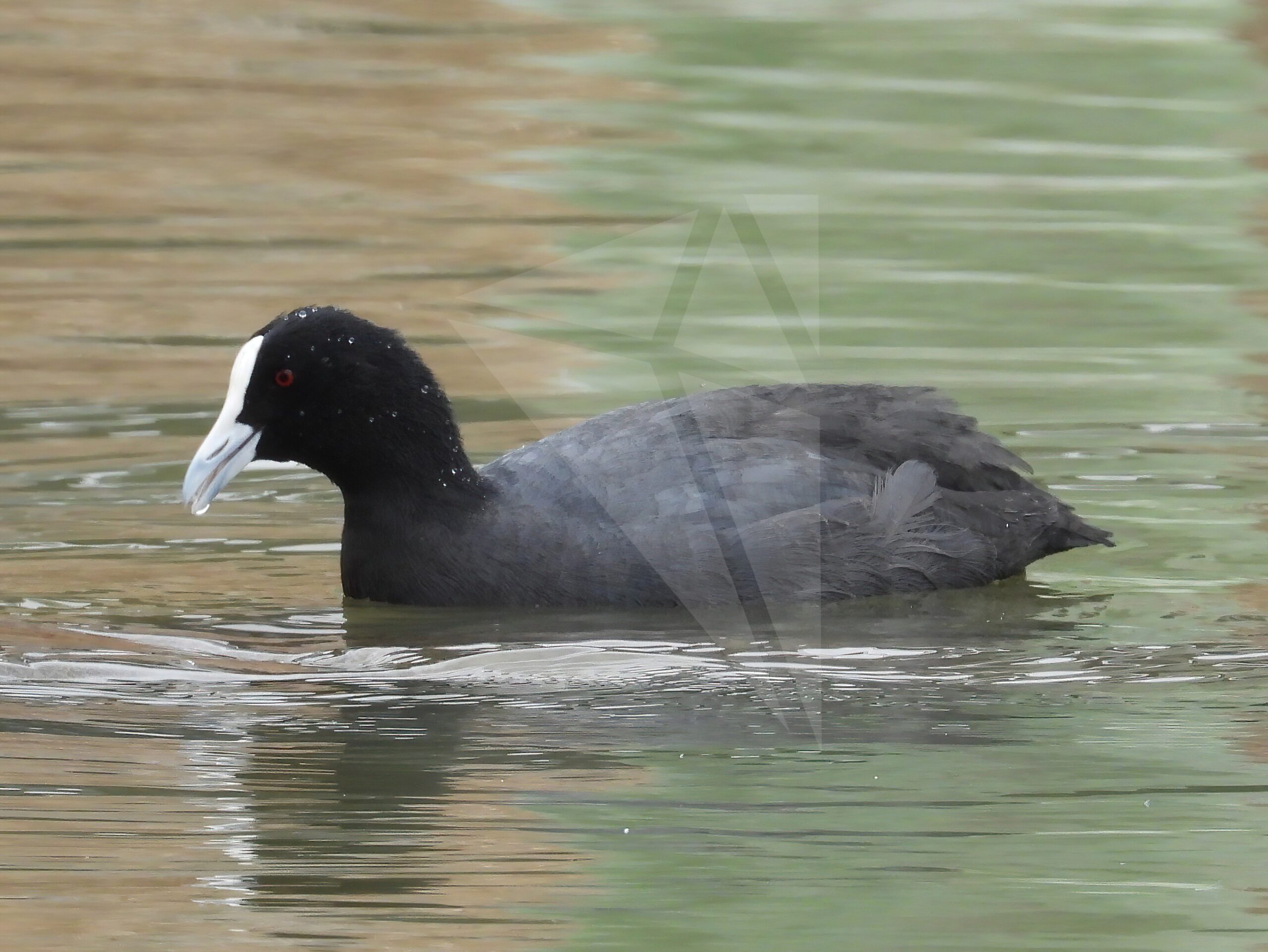 Water Bird Photos – Parnell Photos