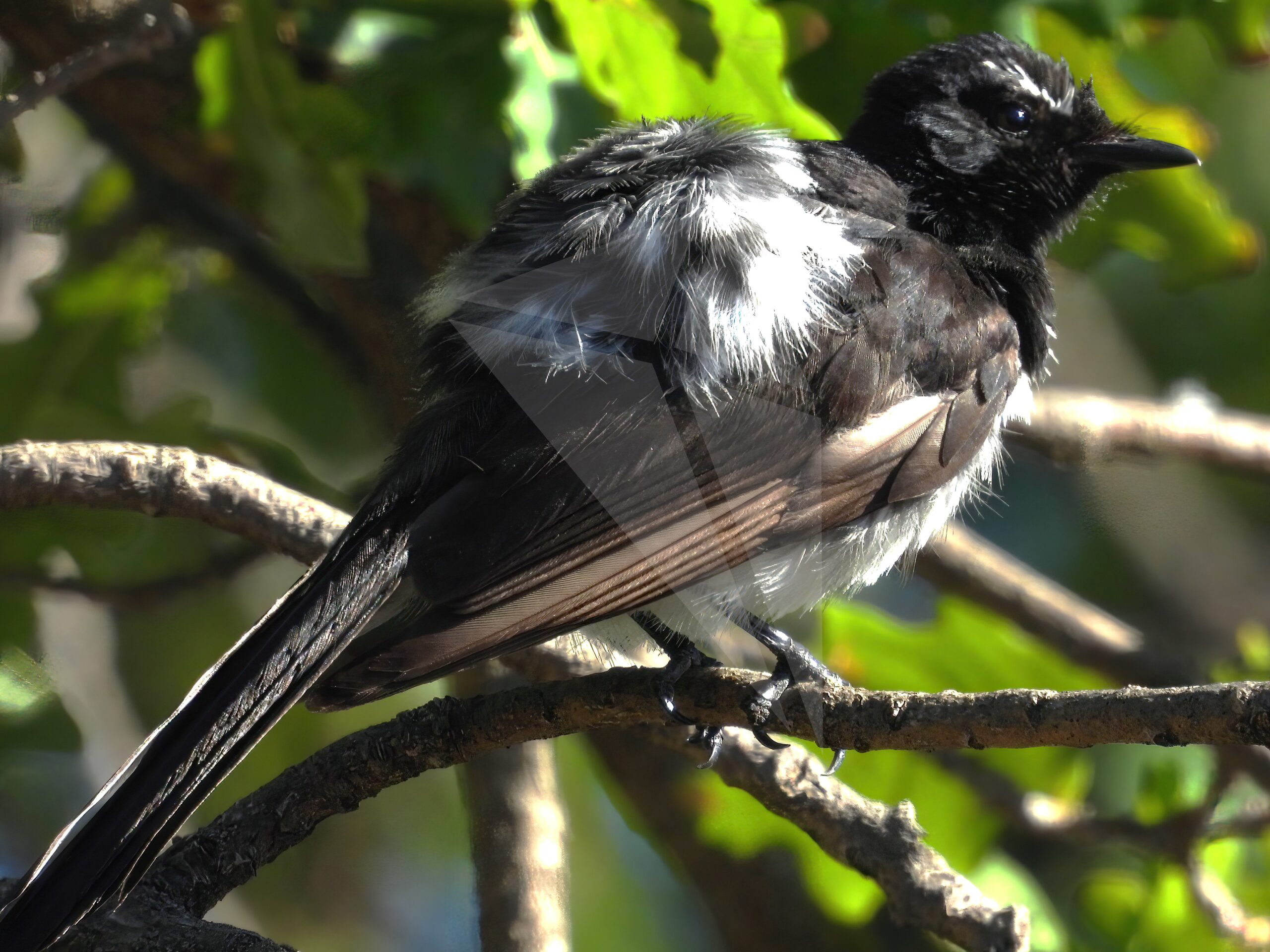 Willie Wagtail Photos – Parnell Photos