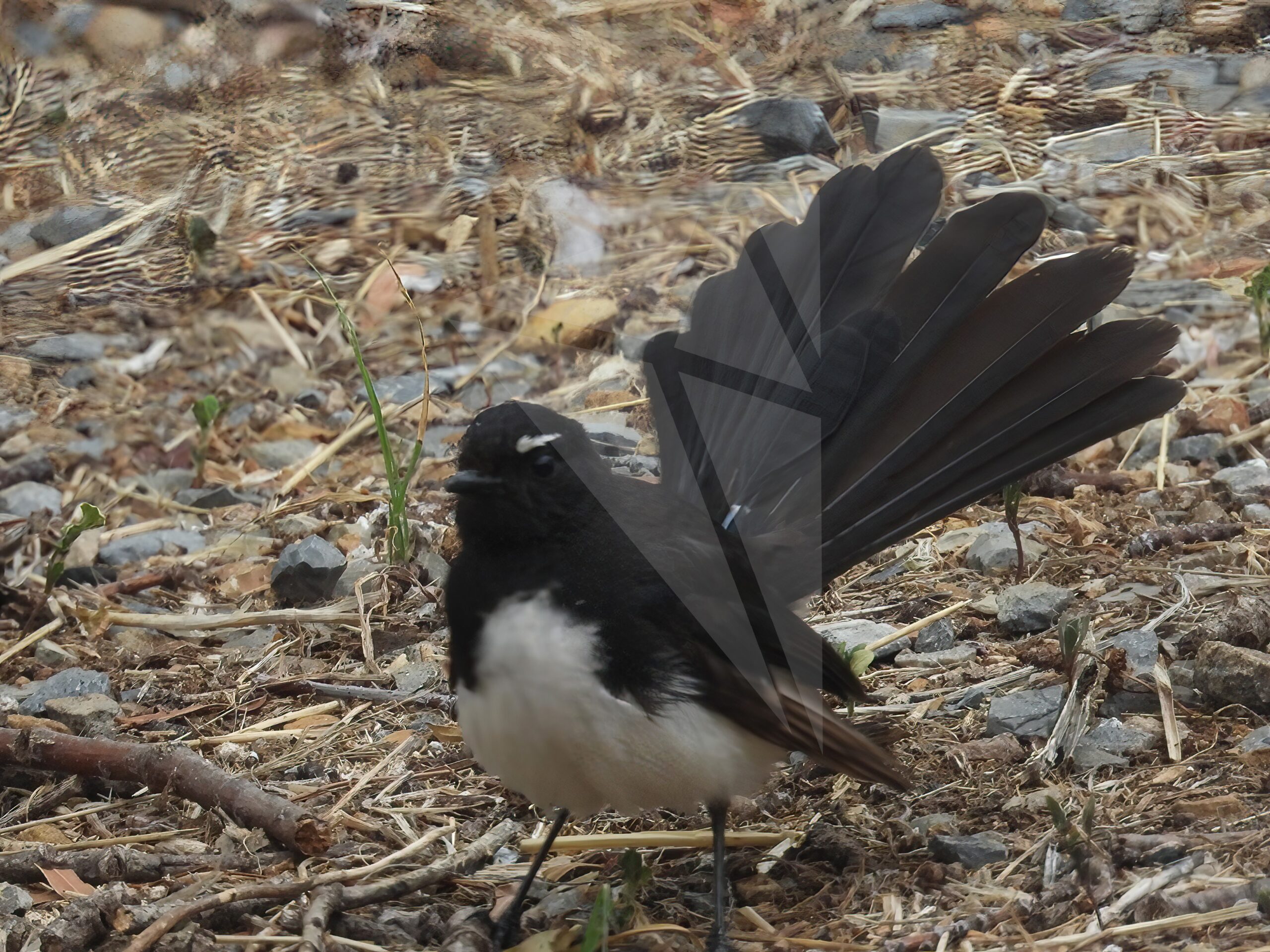Willie Wagtail Photos – Parnell Photos