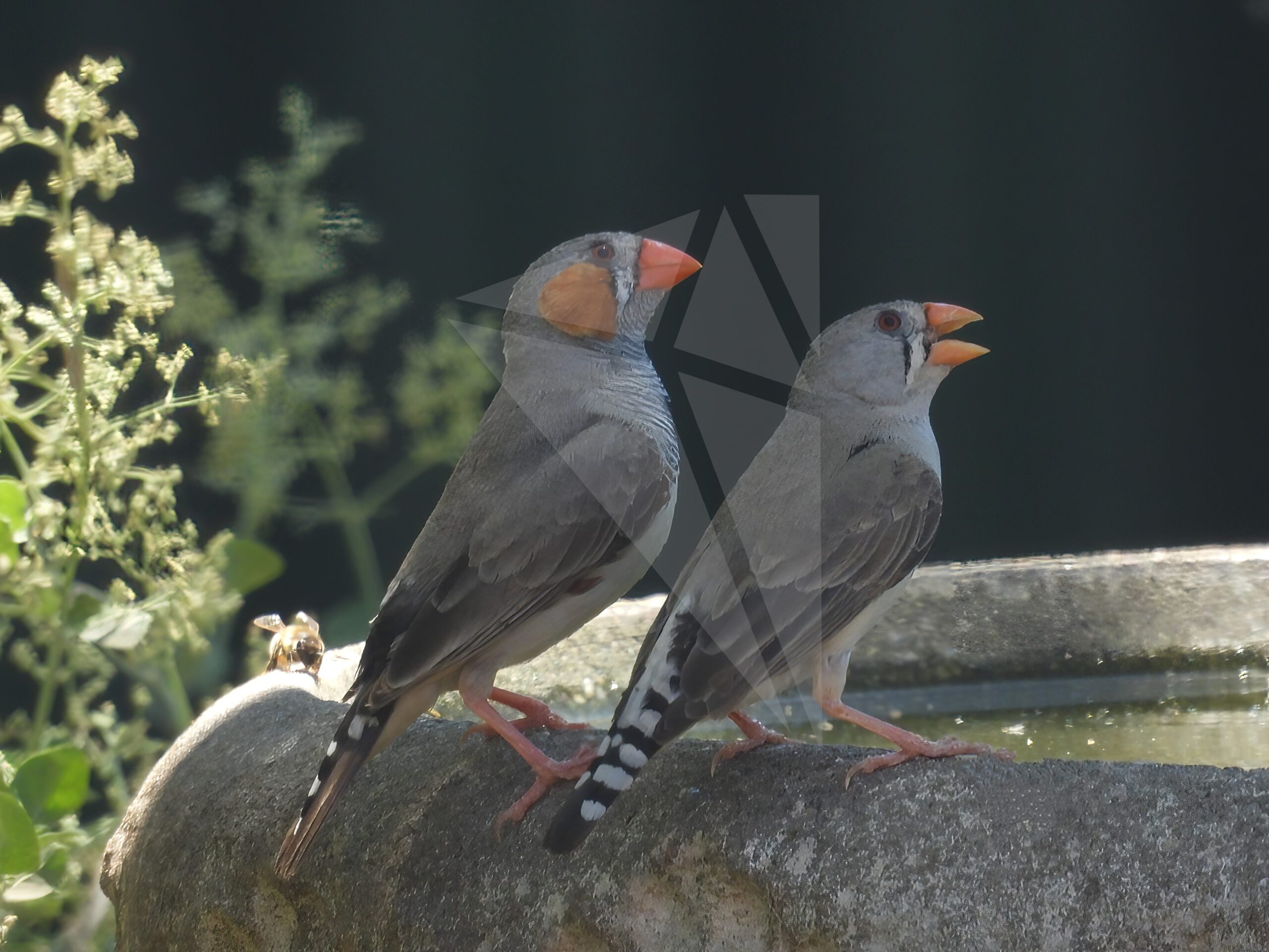 Australian Zebra Finch Photos – Parnell Photos