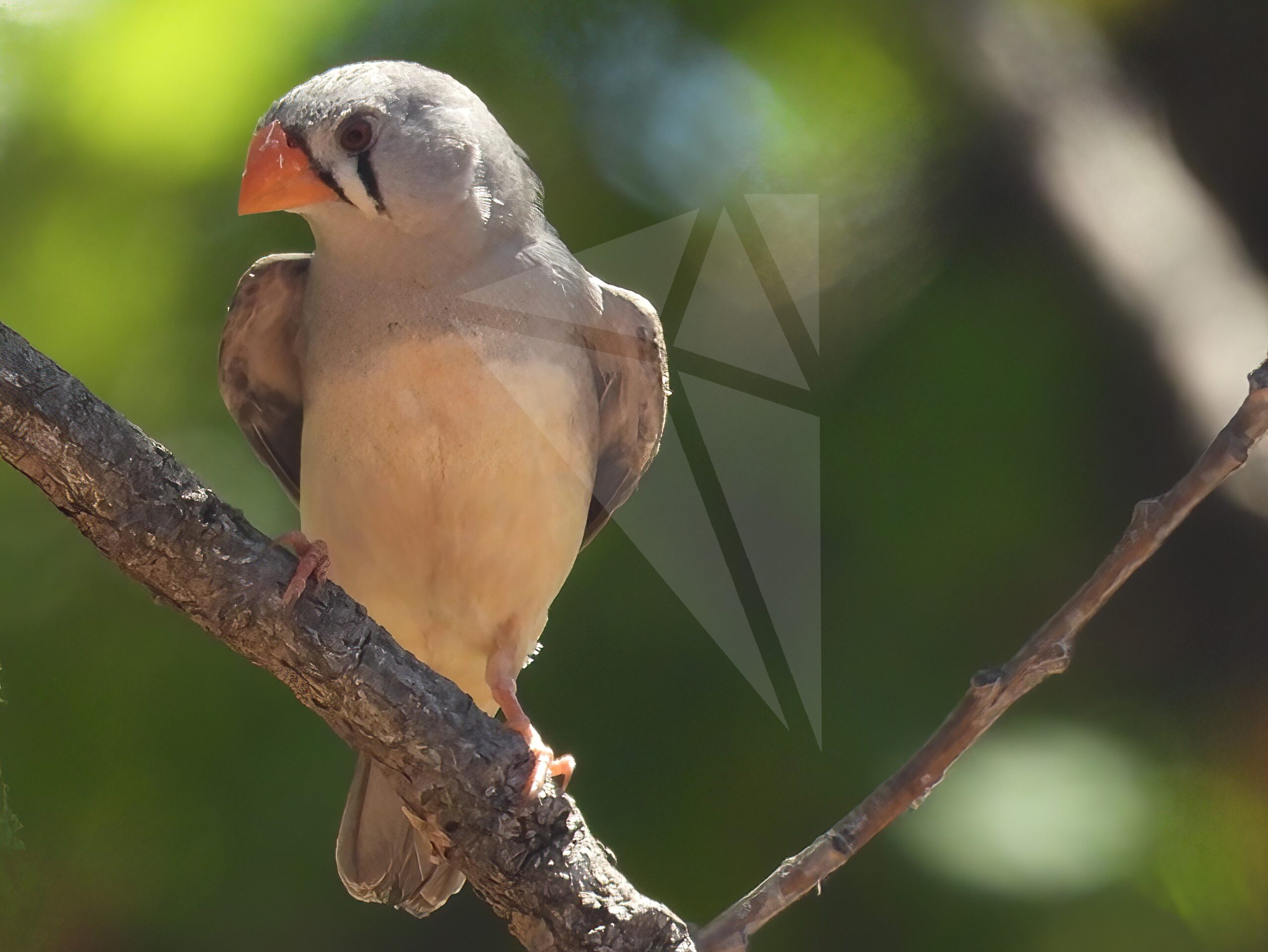 Australian Zebra Finch Photos – Parnell Photos