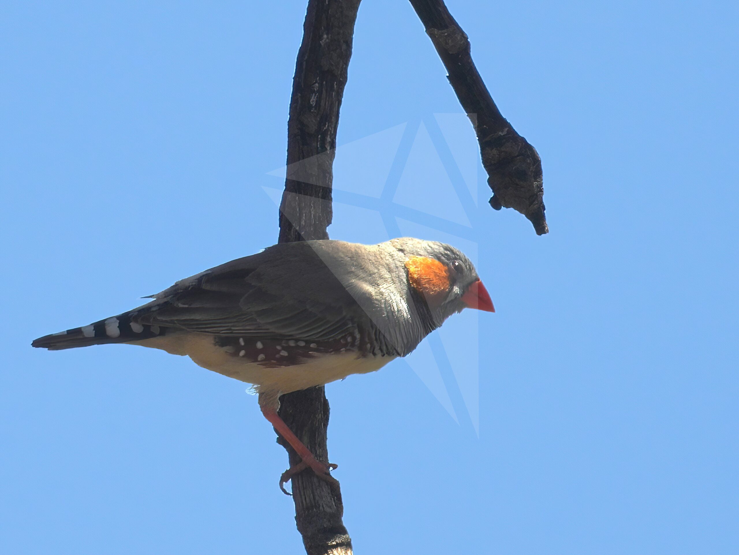 Australian Zebra Finch Photos – Parnell Photos