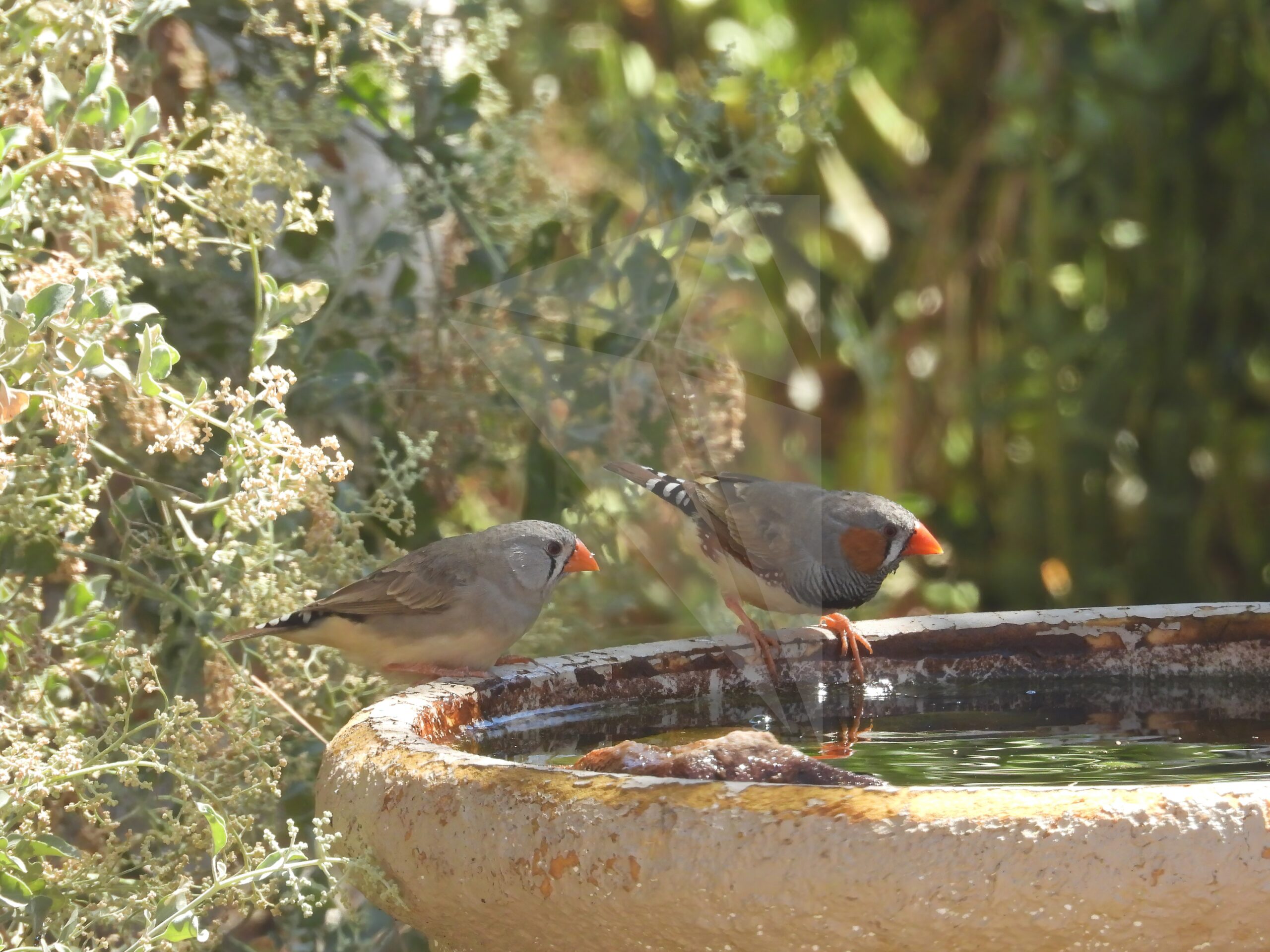 Australian Zebra Finch Photos – Parnell Photos