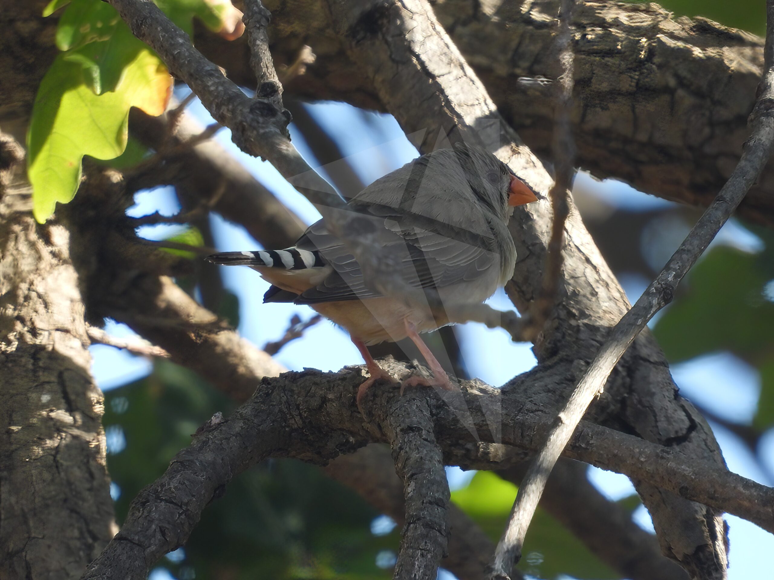 Australian Zebra Finch Photos – Parnell Photos