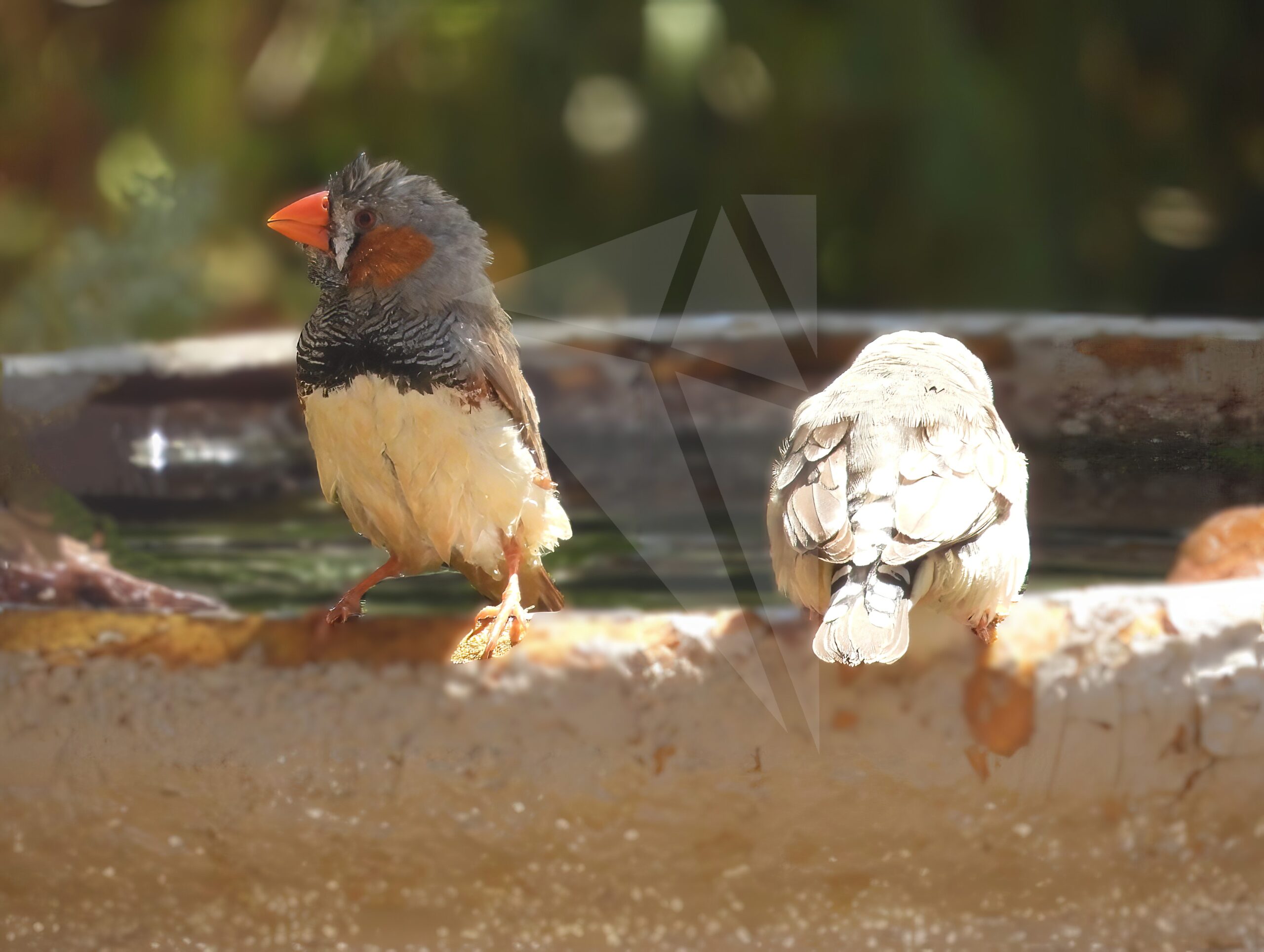 Australian Zebra Finch Photos – Parnell Photos