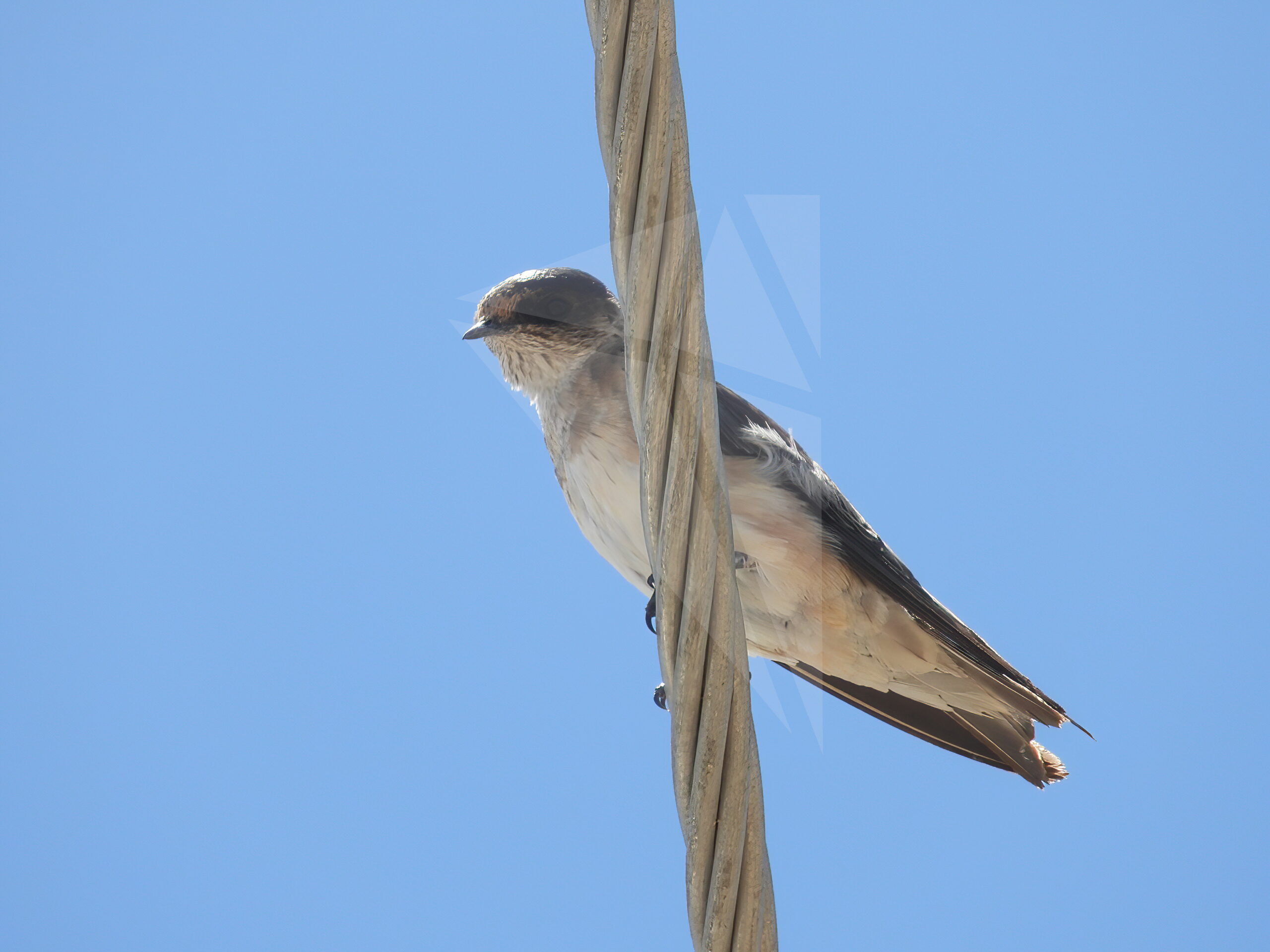 Tree Martin – Parnell Photos