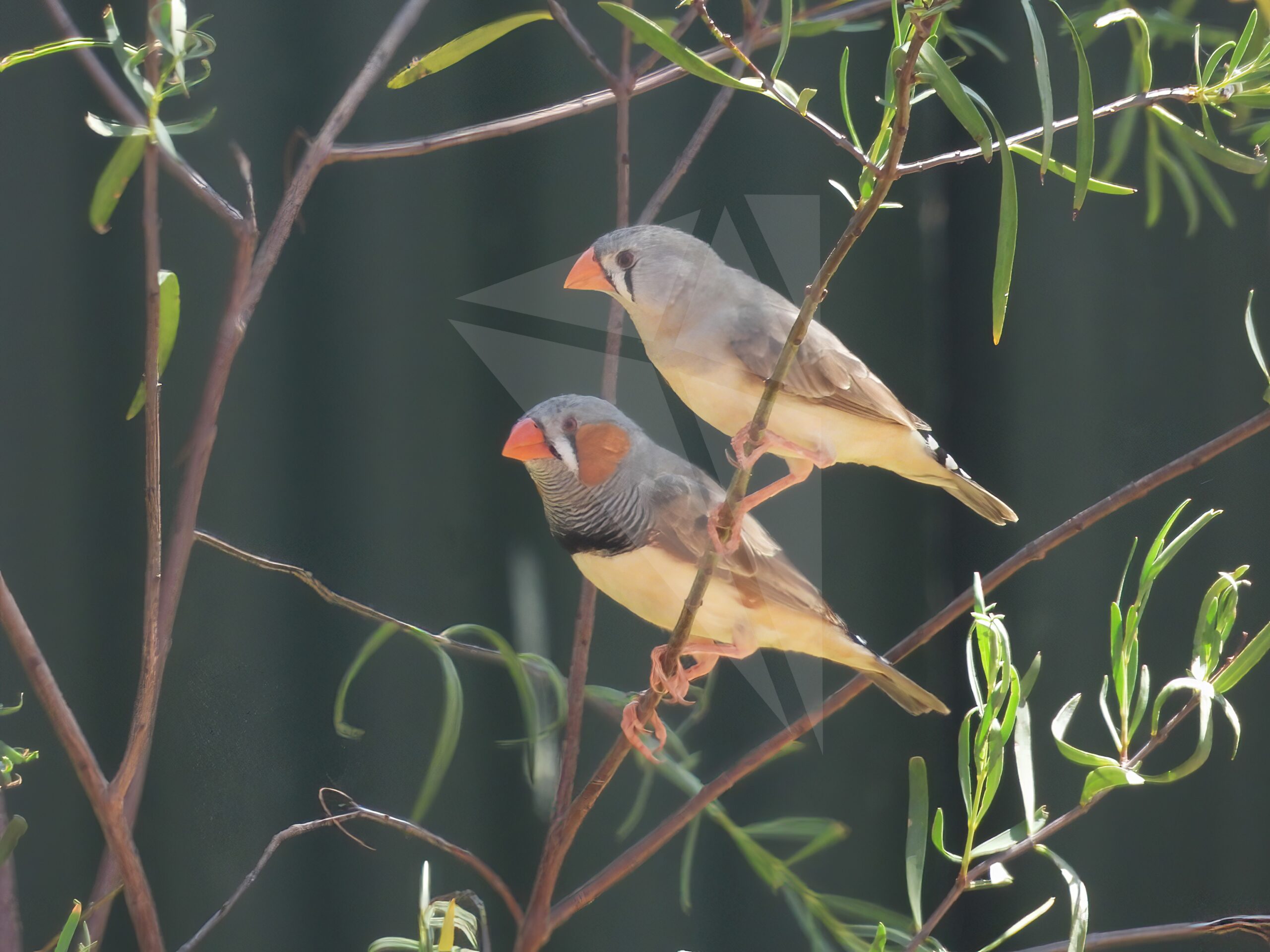 Australian Zebra Finch Photos – Parnell Photos