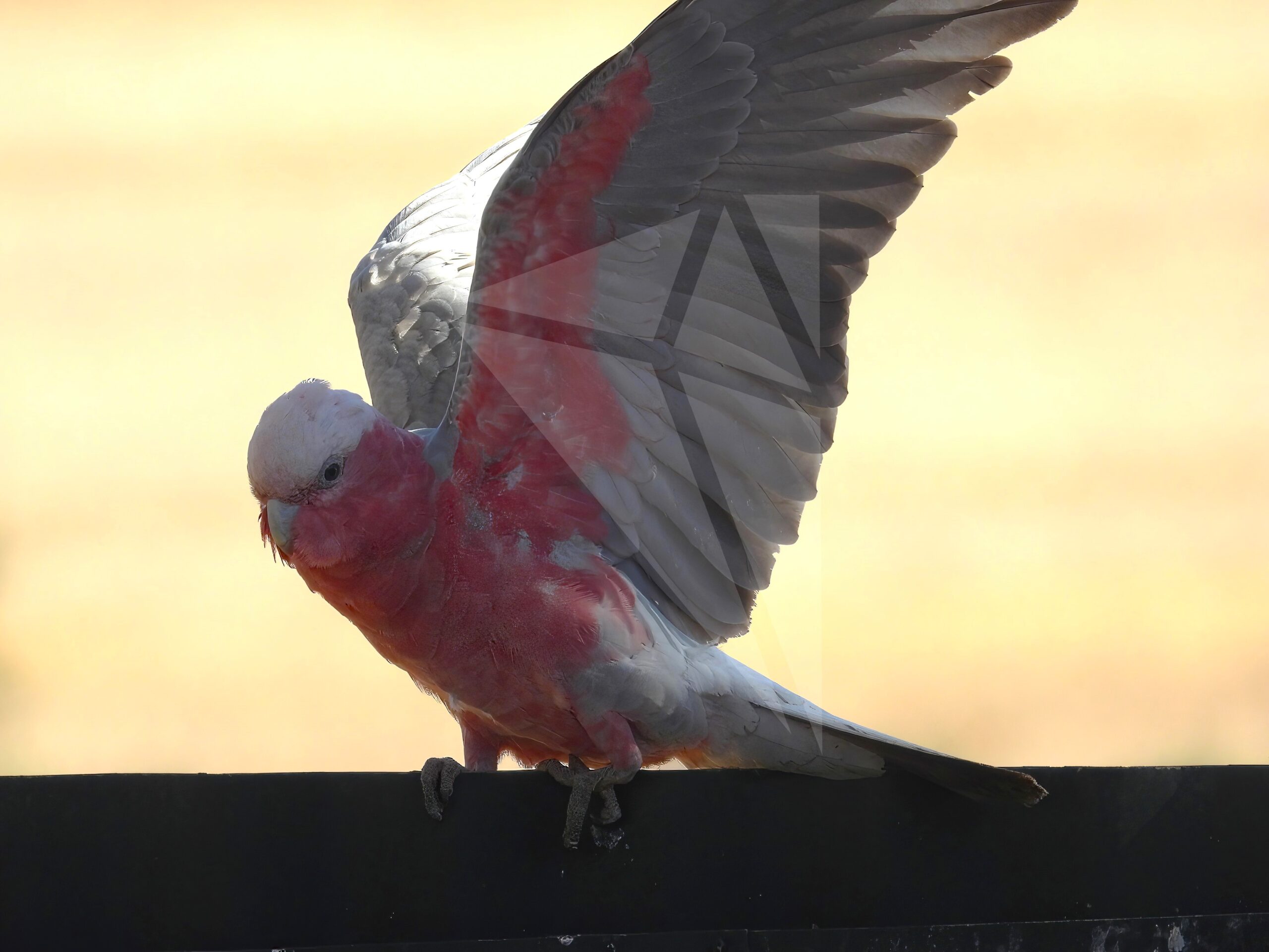 Galah Photos – Parnell Photos